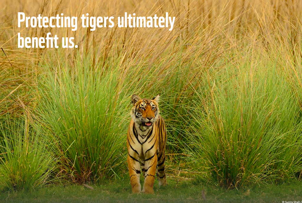 Happy Global Tiger Day! - Dot.Asia