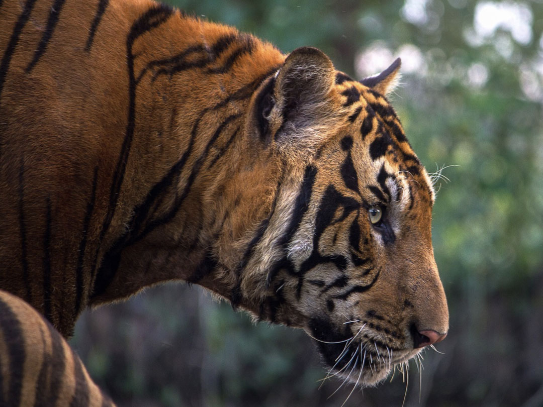 Nepal - The first country to double tigers! - Dot.Asia